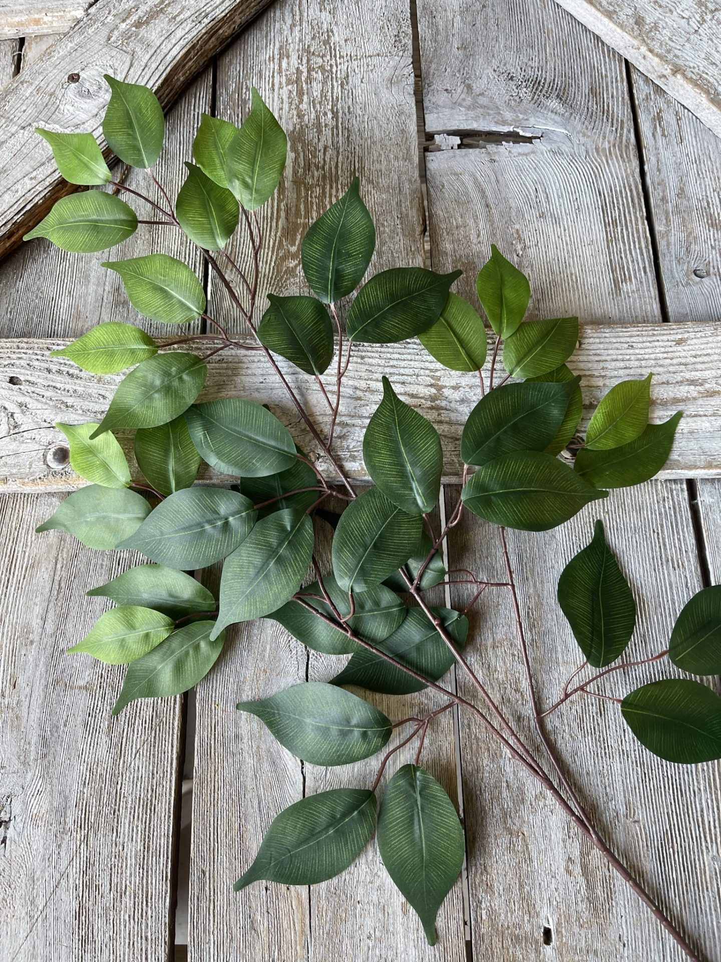 Set 12- Green Ficus Leaves Stem - Kelea's Florals