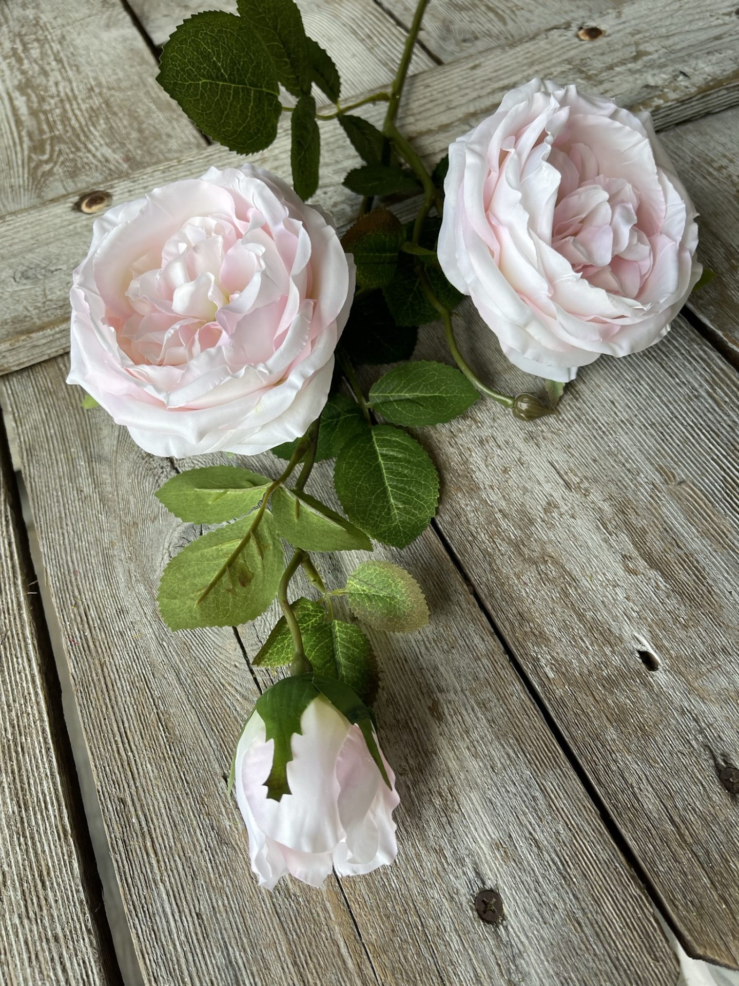 Pink Austin Rose Bush - Kelea's Florals