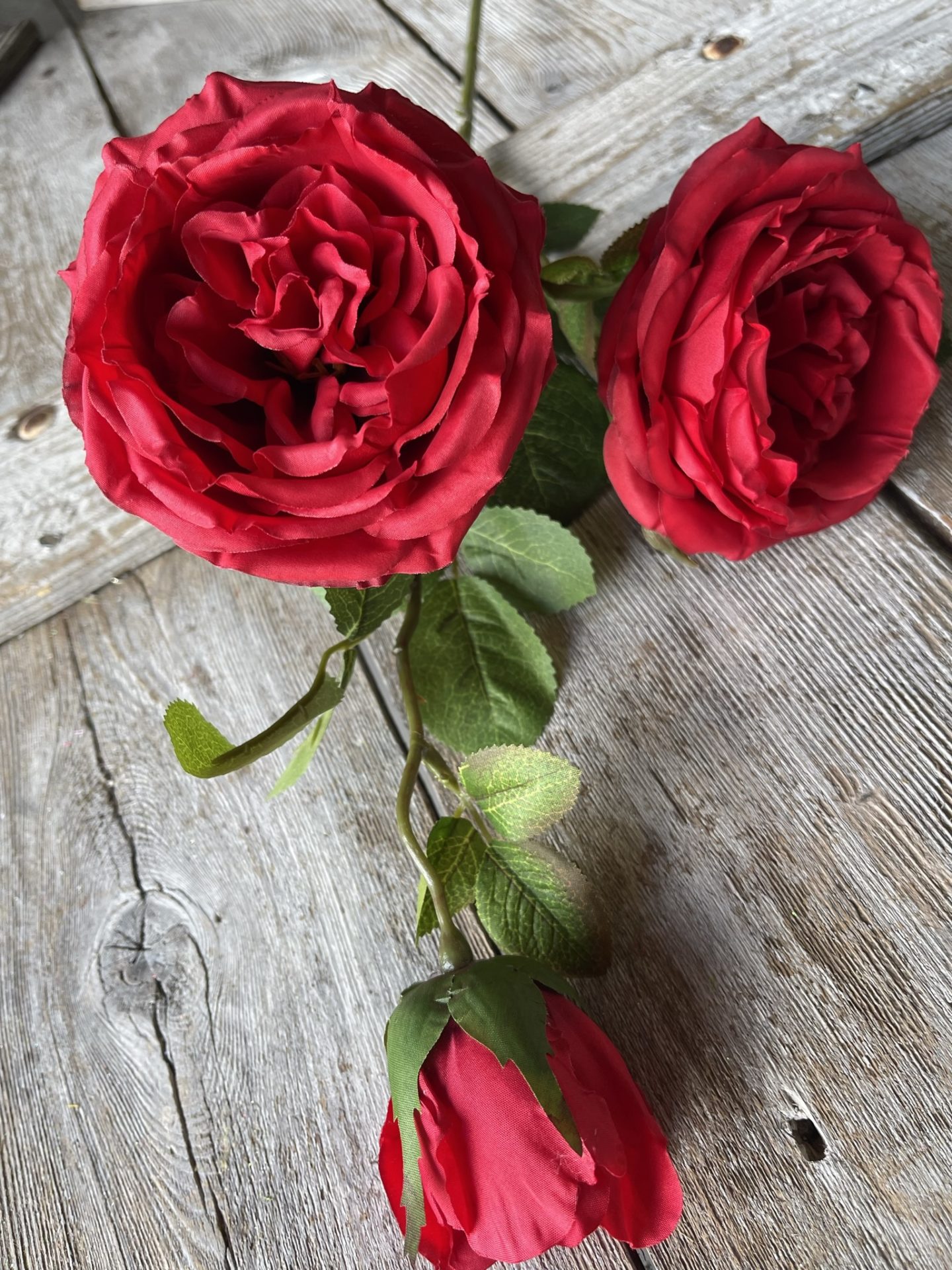 Red Austin Rose Bush - Kelea's Florals