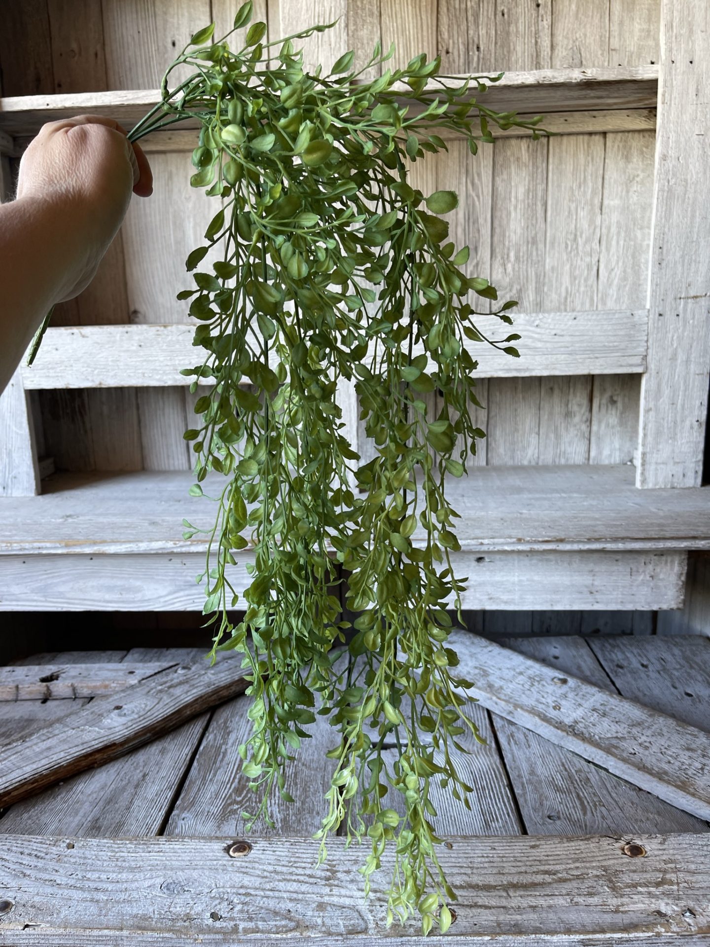 Button Leaf Hanging Bush - Kelea's Florals