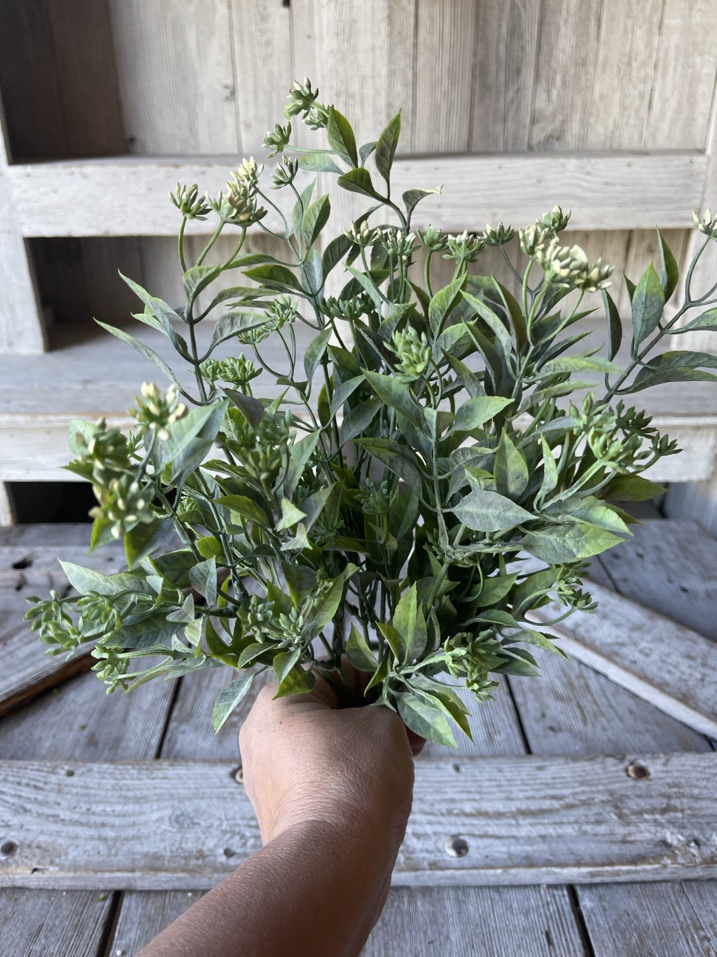Groundsel Bush - Kelea's Florals