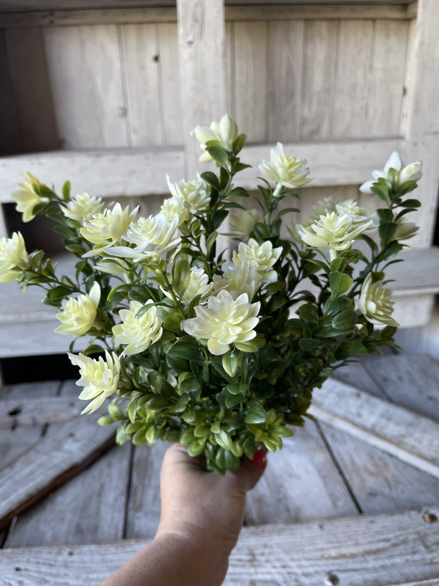 Cream Tea Flower Bush - Kelea's Florals