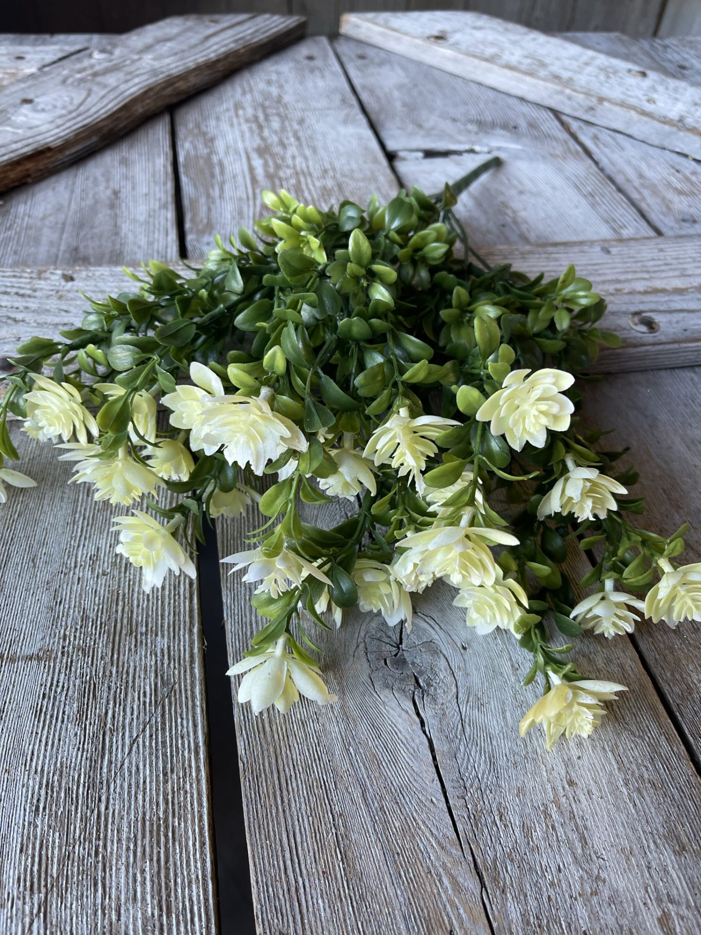 Cream Tea Flower Bush - Kelea's Florals