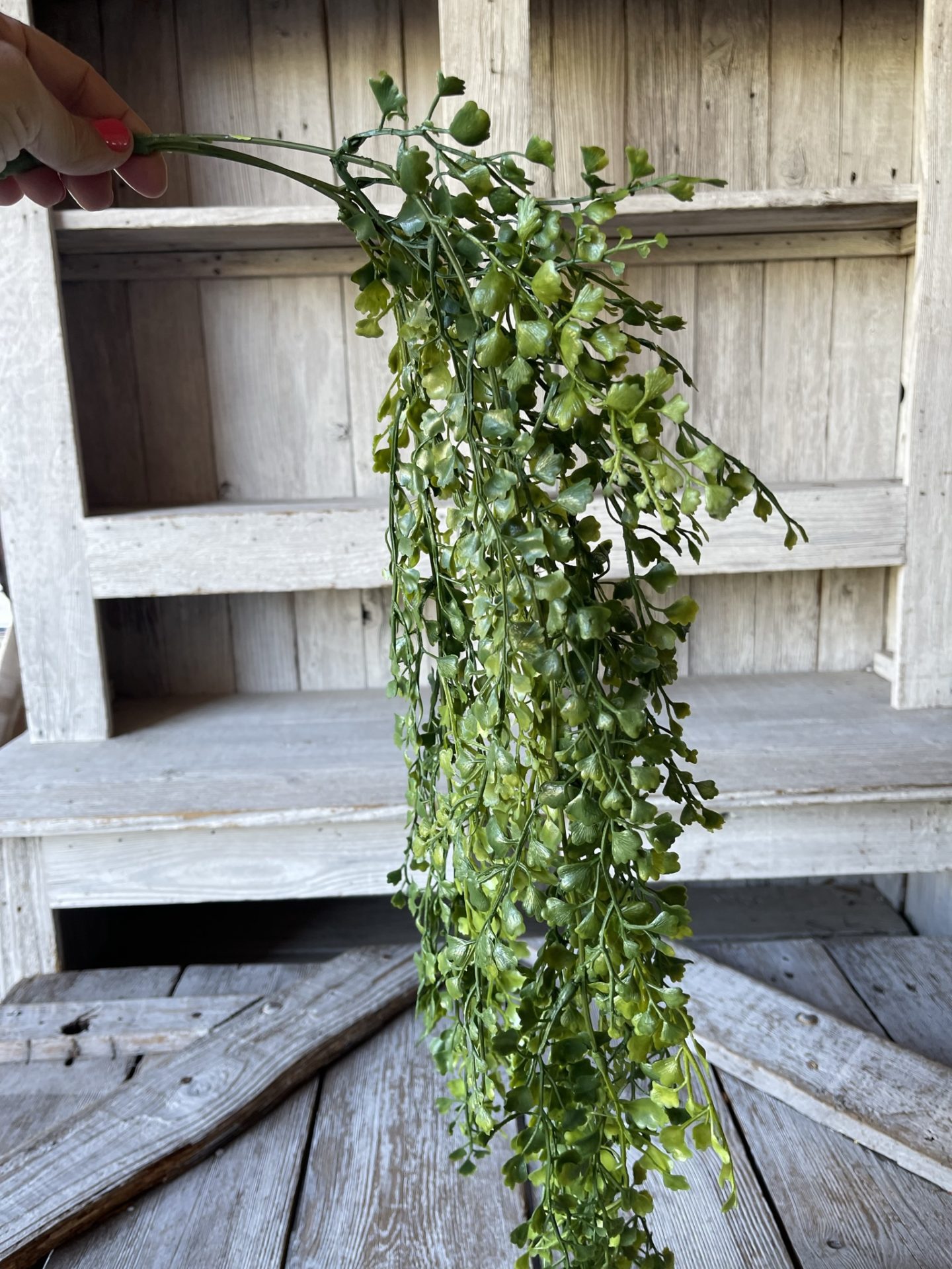 Maiden Hair Fern Hanging - Kelea's Florals