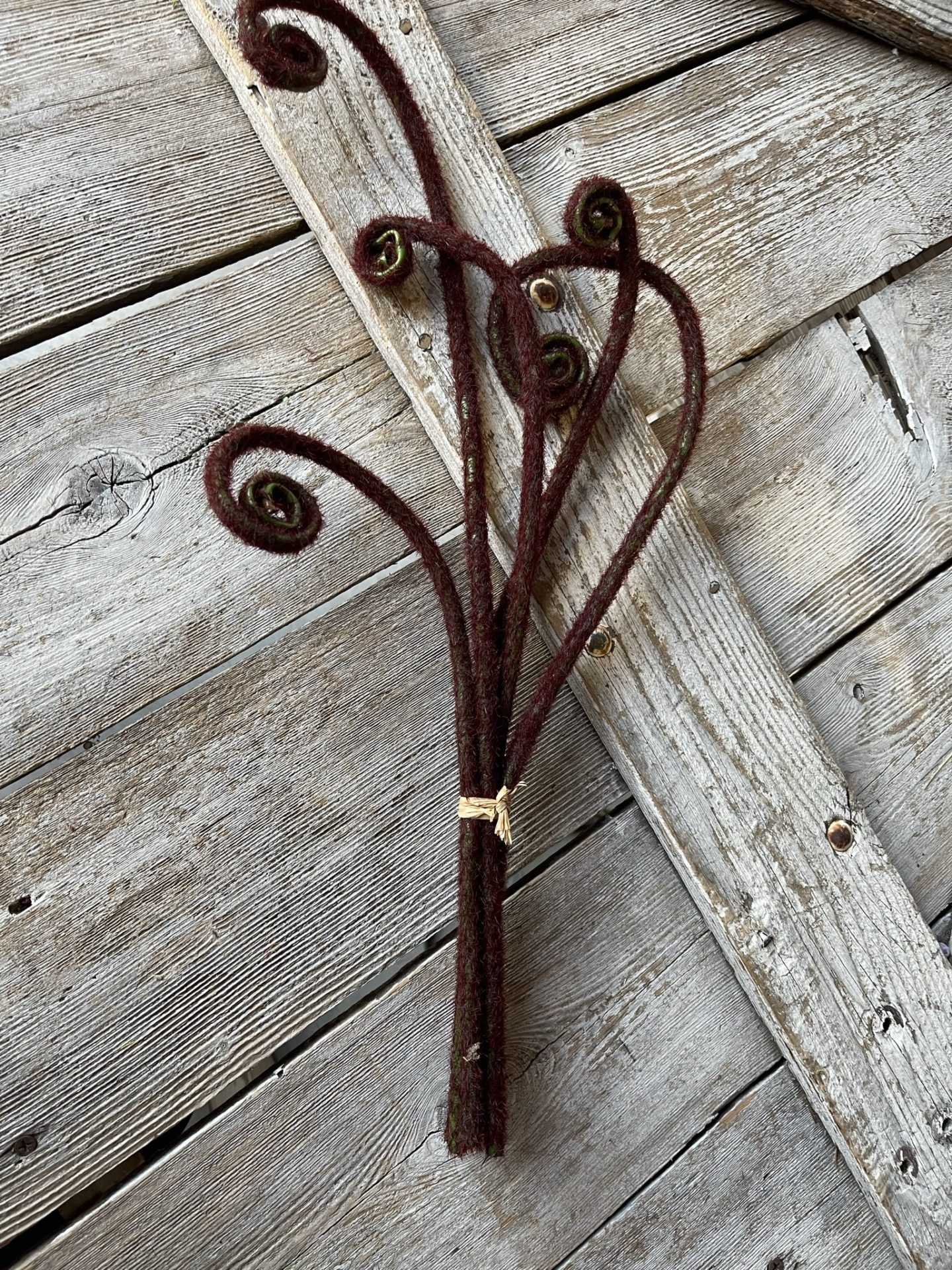 Green Red Brown ULUHE Fern Bundle - Kelea's Florals