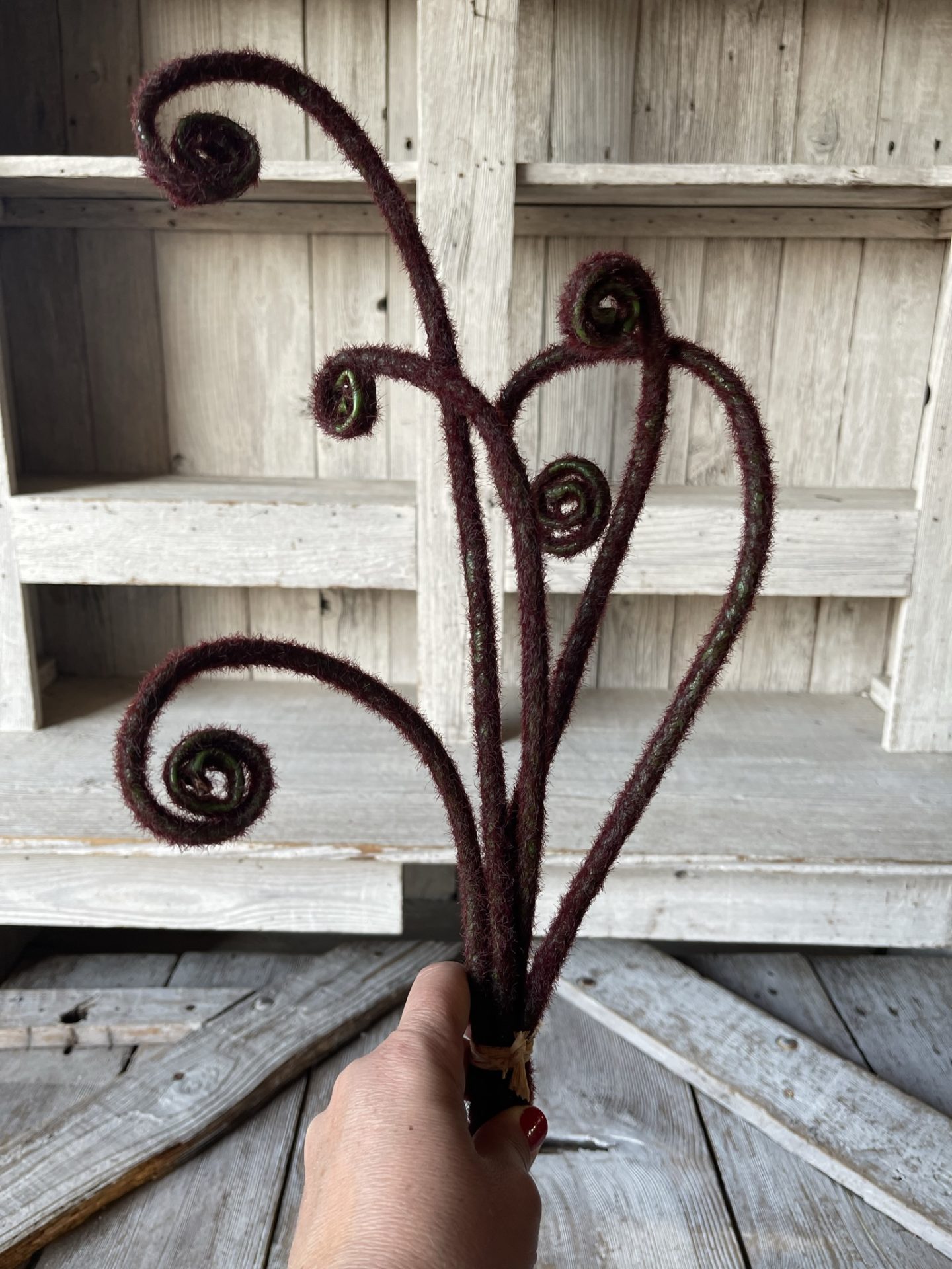 Green Red Brown ULUHE Fern Bundle - Kelea's Florals