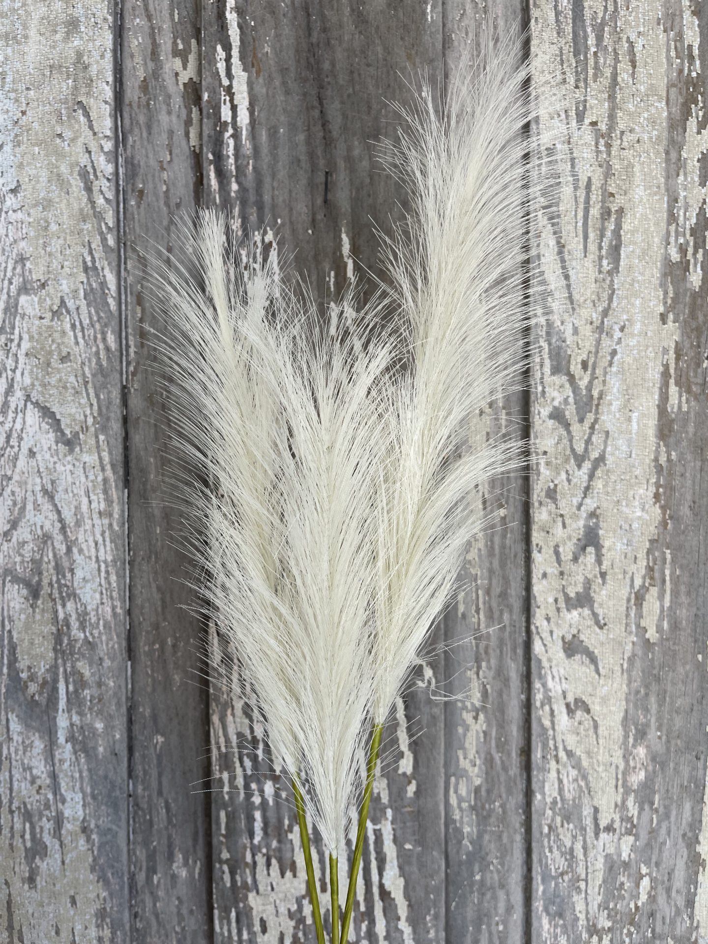Cream Pampas Grass Stem - Kelea's Florals