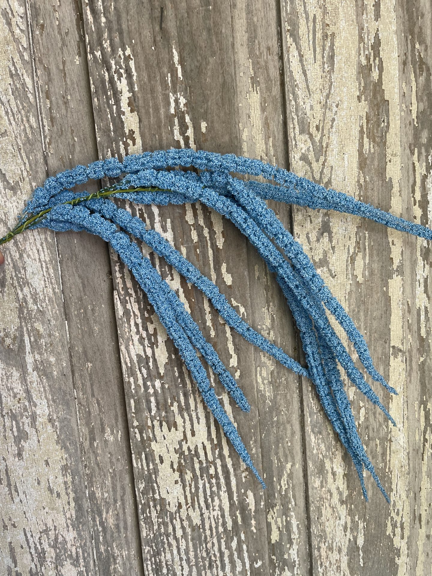 26" Blue Amaranthus Hanging Drop - Kelea's Florals