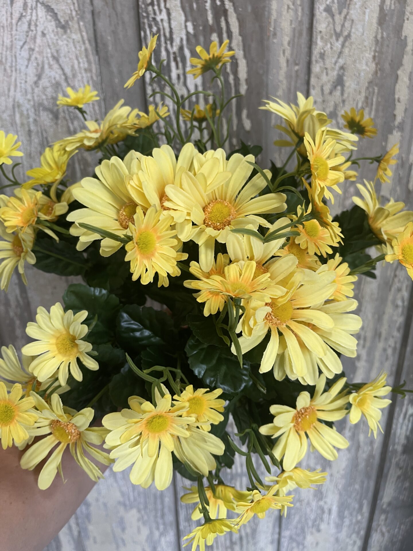 Yellow Garden Daisy Bush - Kelea's Florals