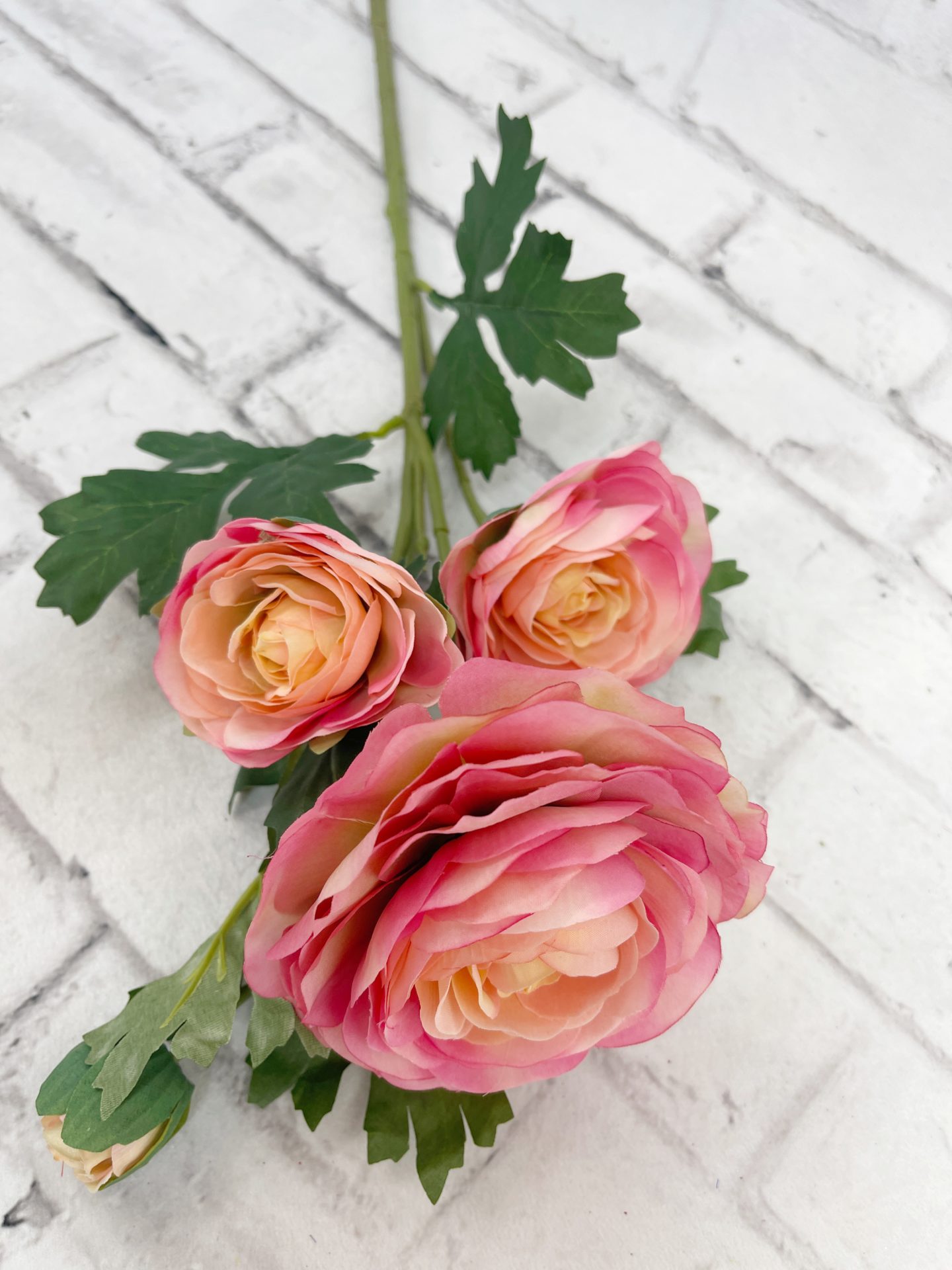 Fuchsia Cream Italian Ranunculus Stem - Kelea's Florals