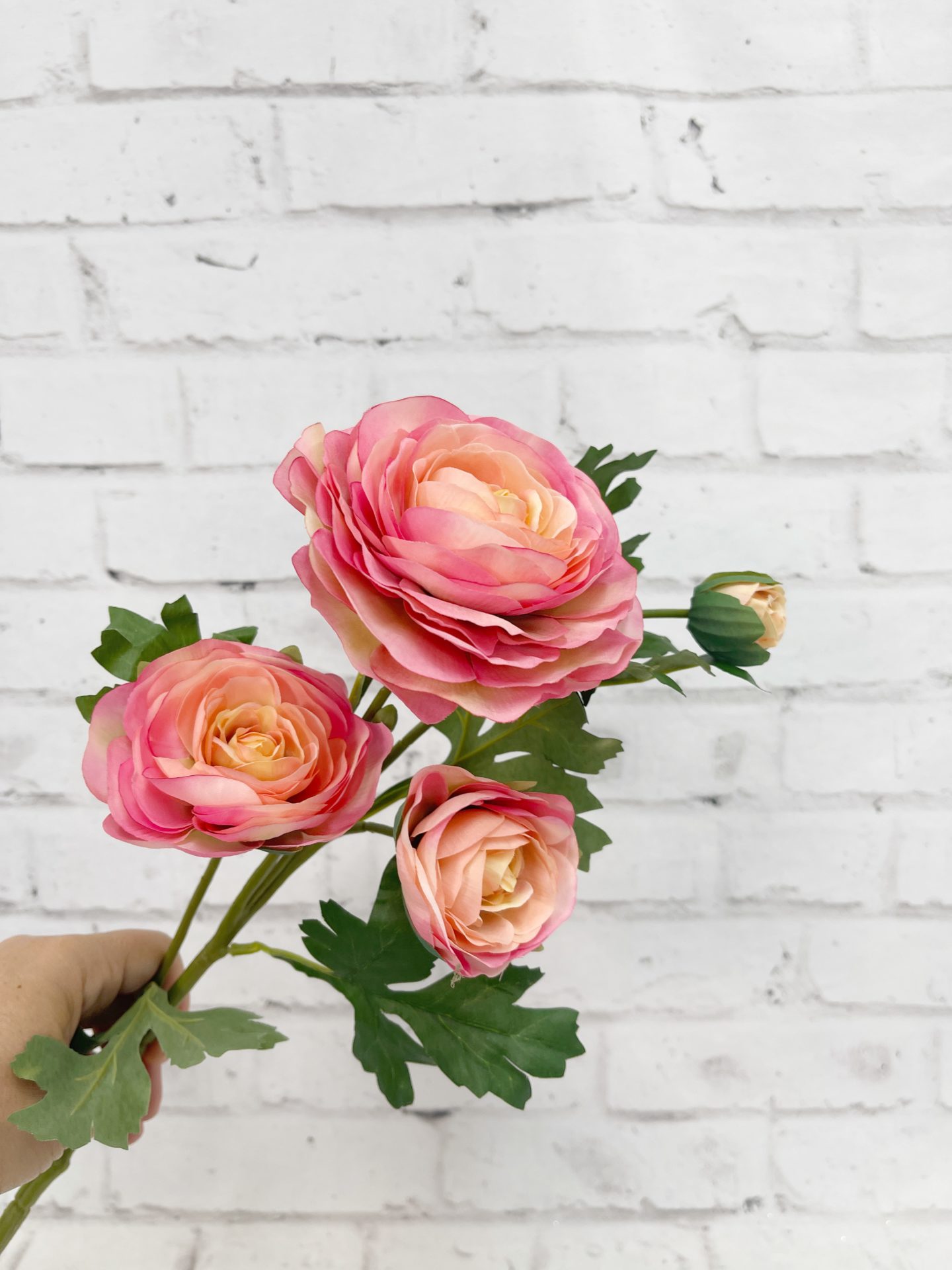 Fuchsia Cream Italian Ranunculus Stem - Kelea's Florals