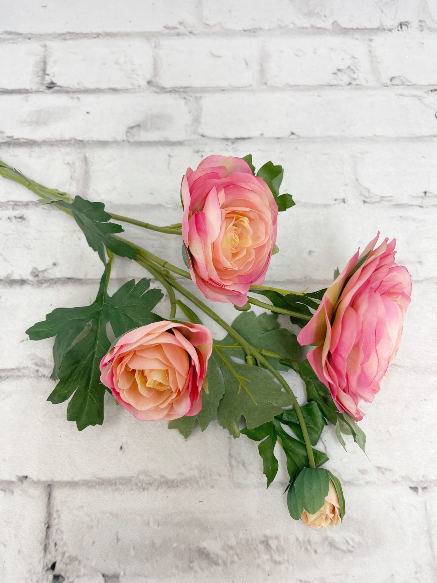 Fuchsia Cream Italian Ranunculus Stem - Kelea's Florals
