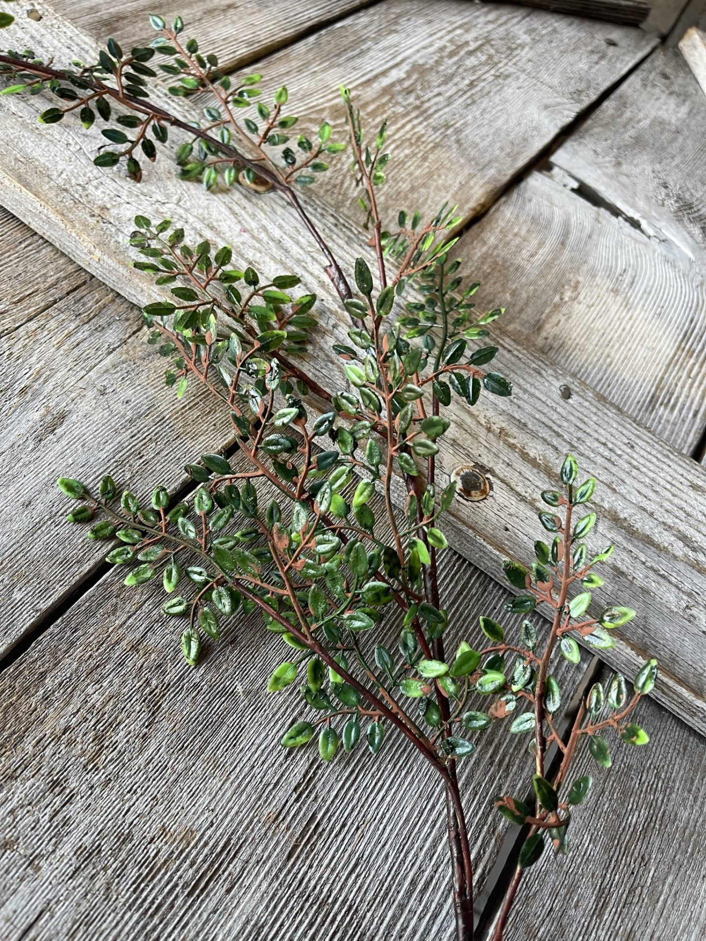Green Myrtle Leaves Greenery Stem - Kelea's Florals