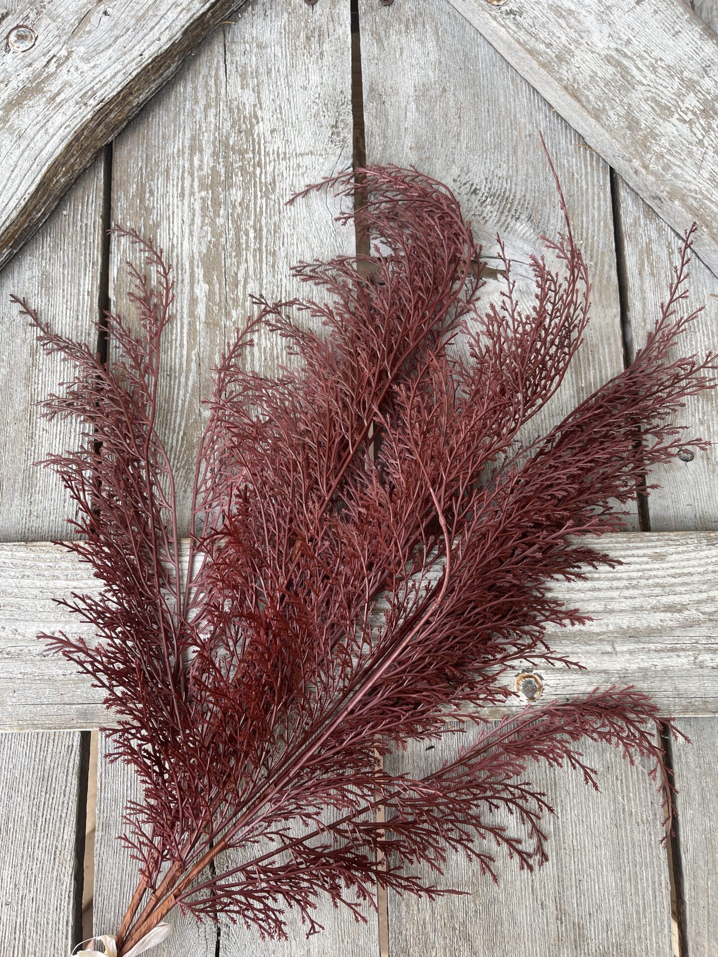 Burgundy Phoenix Tail Fern - Kelea's Florals