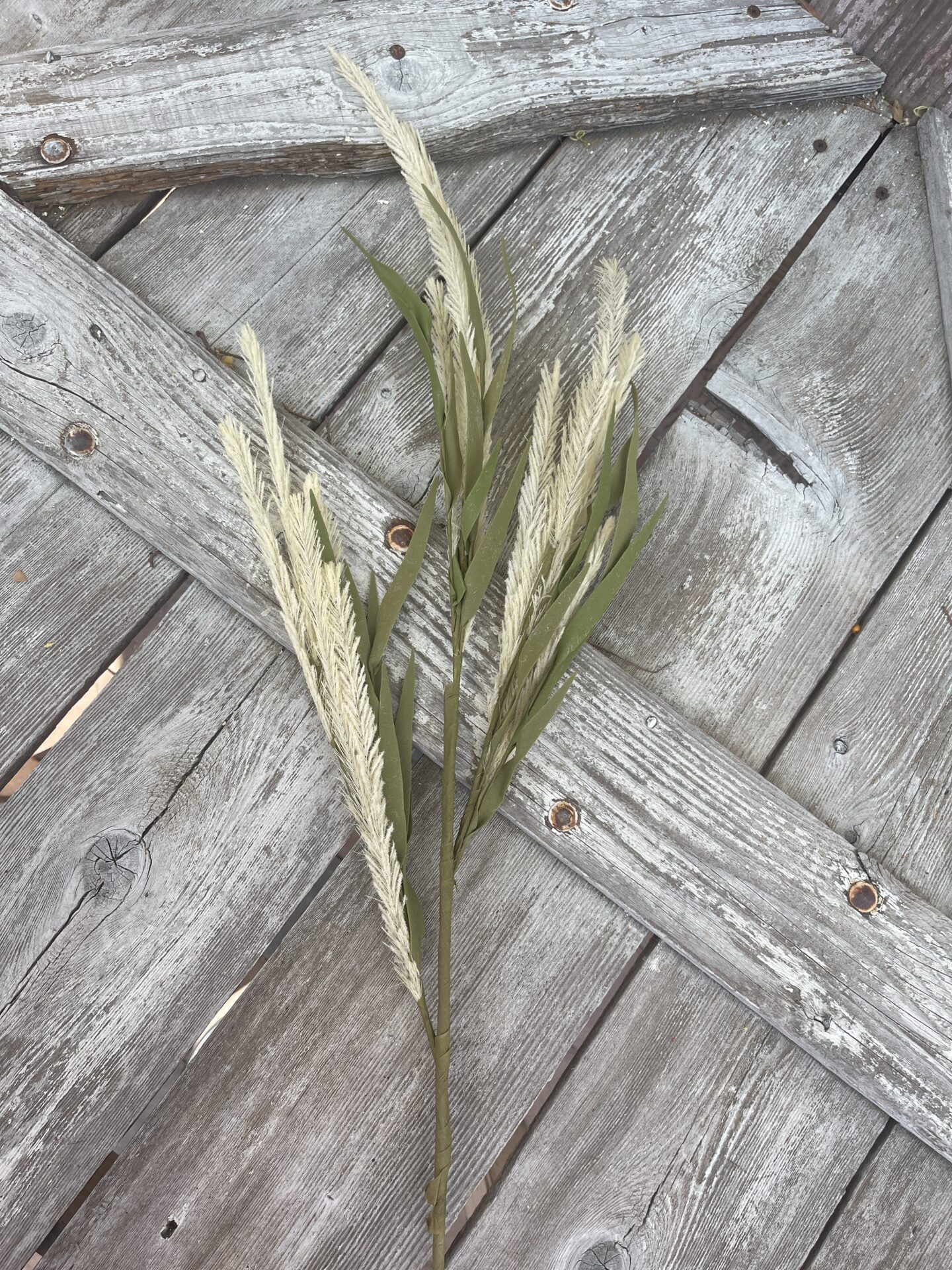 Cream Amaranthus Stem - Kelea's Florals