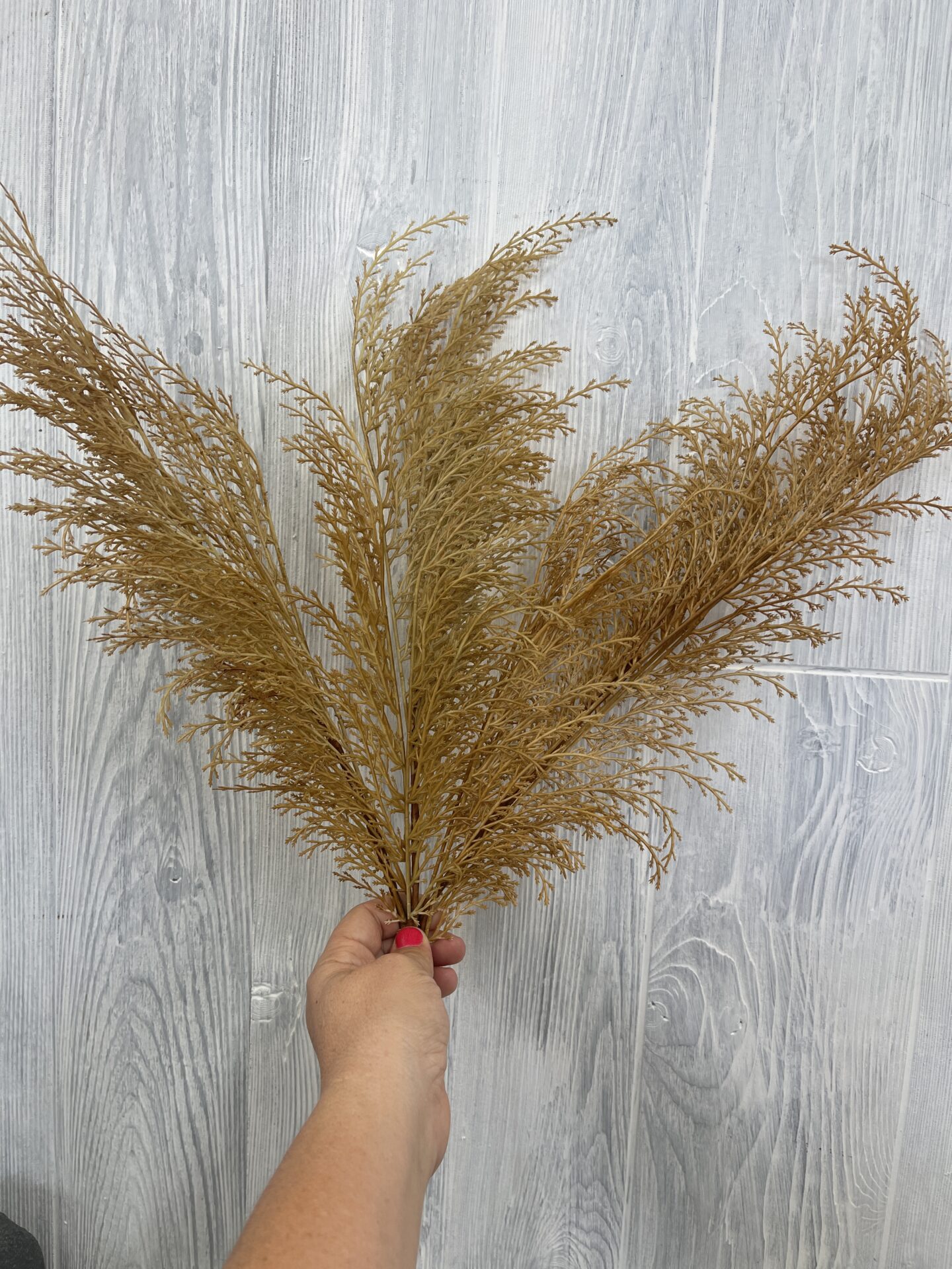 Beige Phoenix Tail Fern - Kelea's Florals
