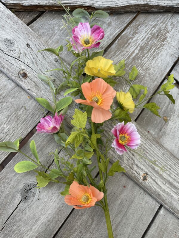 Multi-color Cosmos Stem - Kelea's Florals