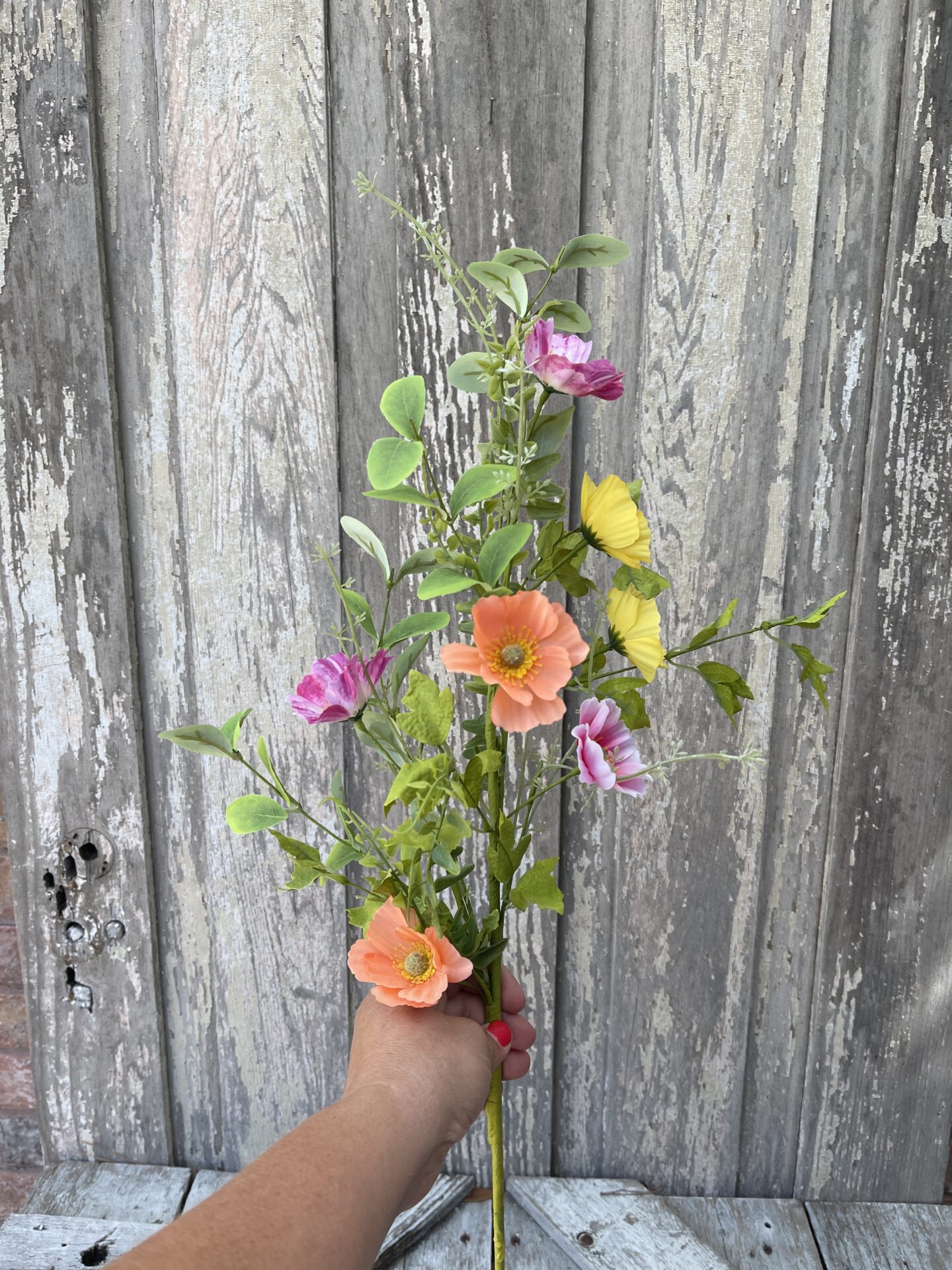 Multi-color Cosmos Stem - Kelea's Florals