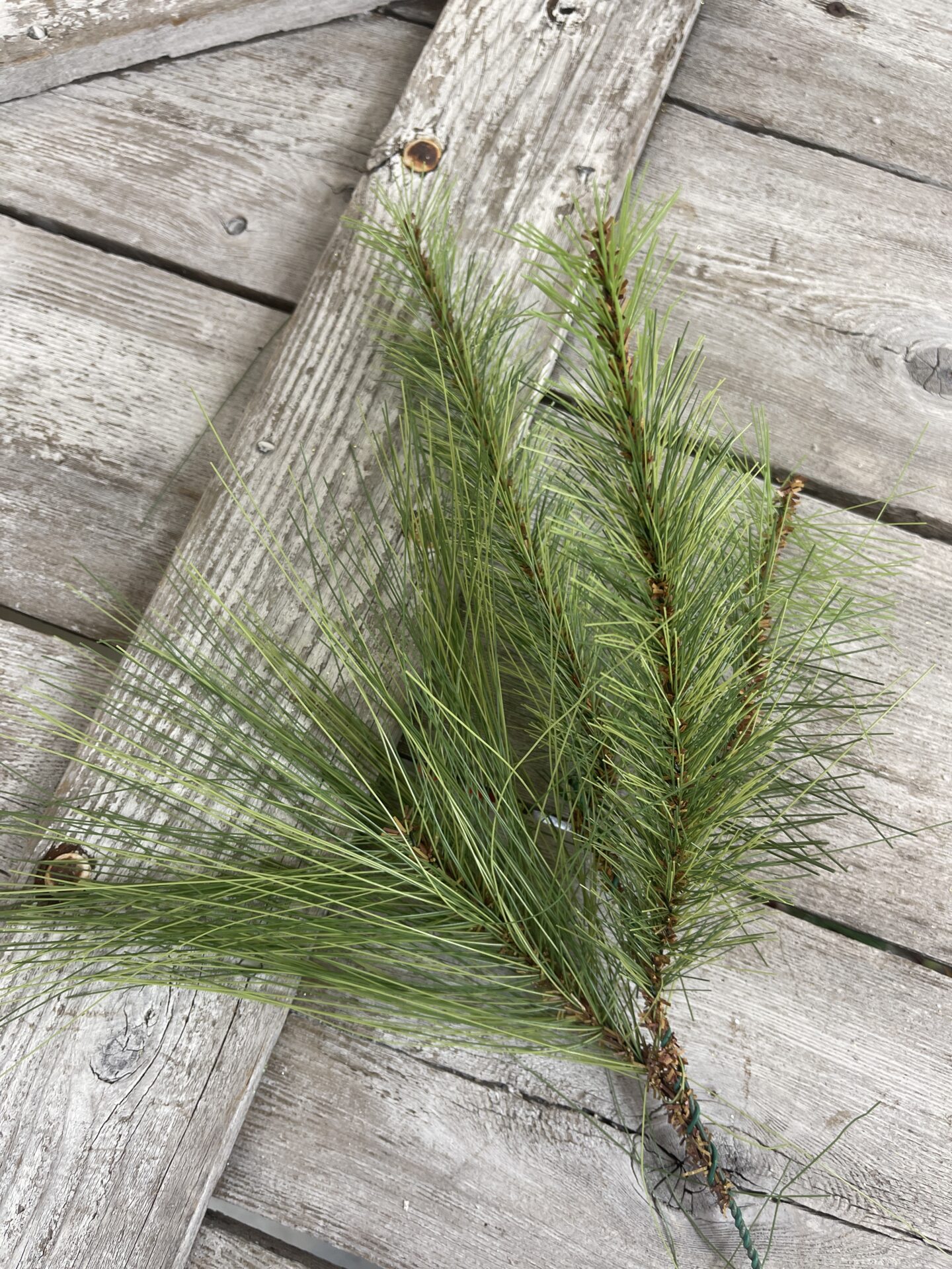 Pine Stem - Kelea's Florals