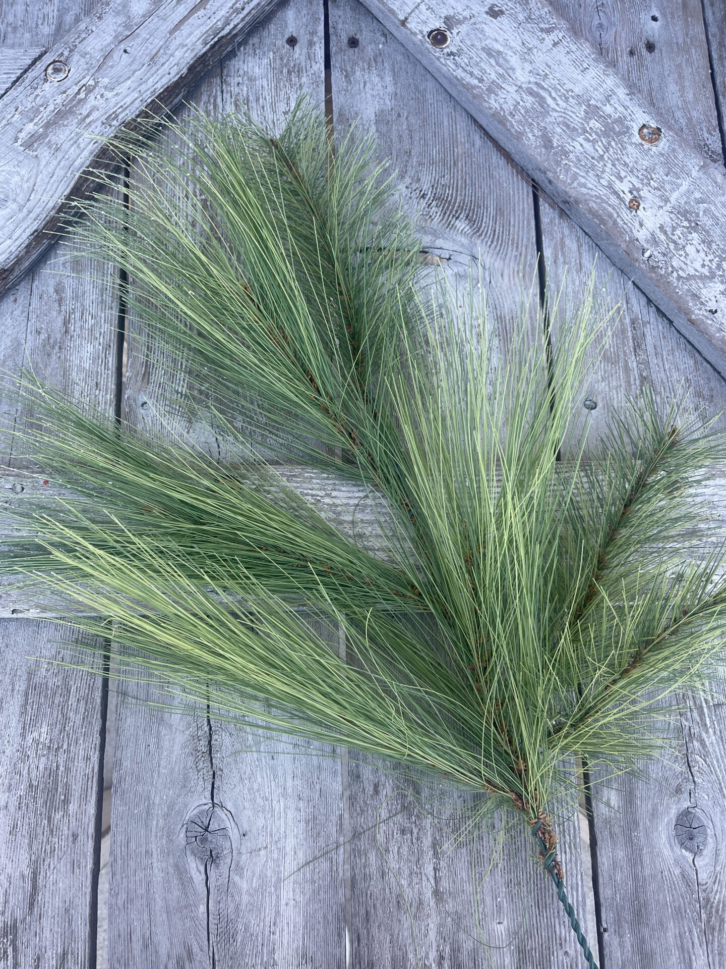 Snow covered Pine Stem - Kelea's Florals