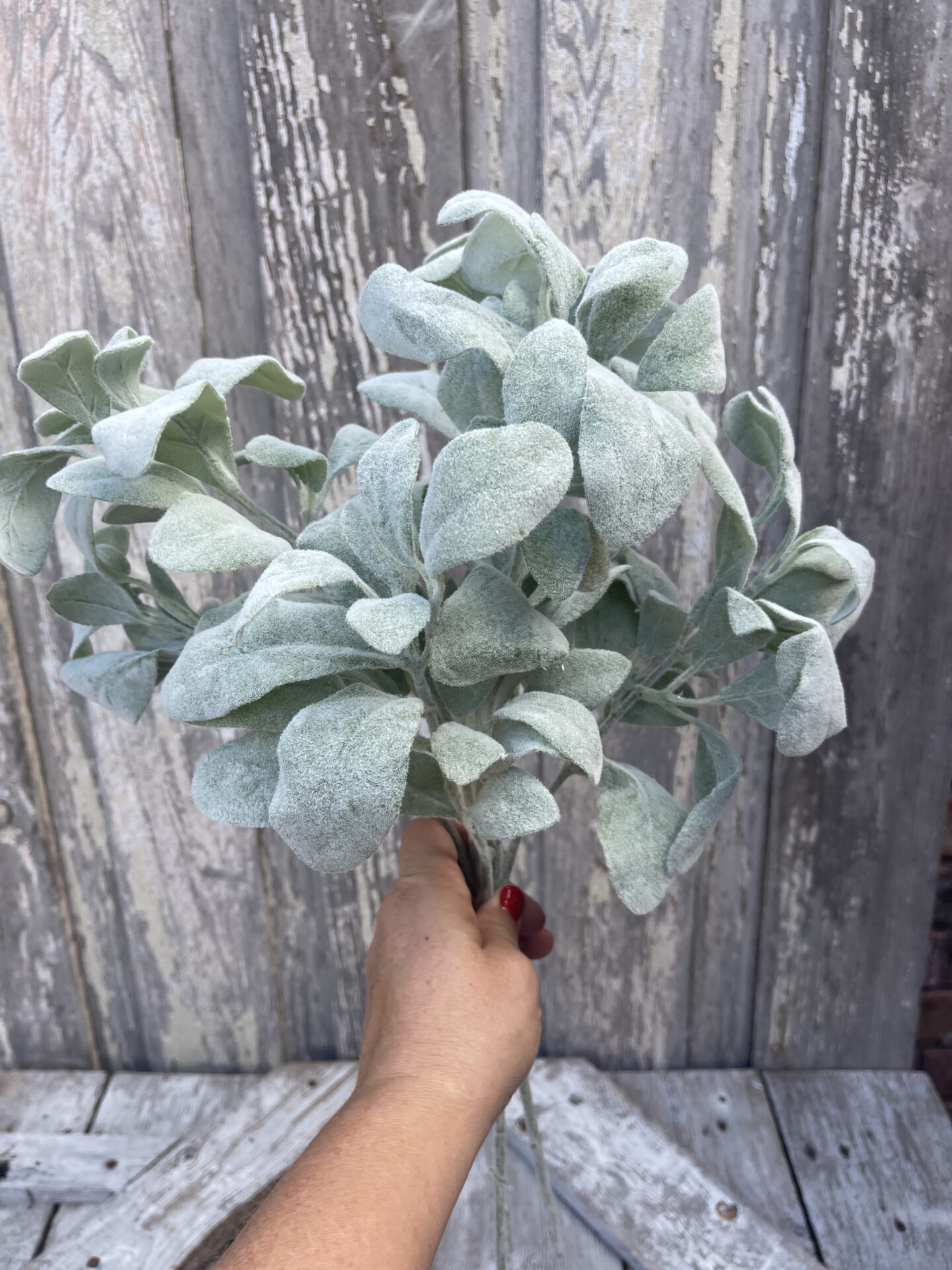 Frosted Gray Lambs Ear Bundle - Kelea's Florals