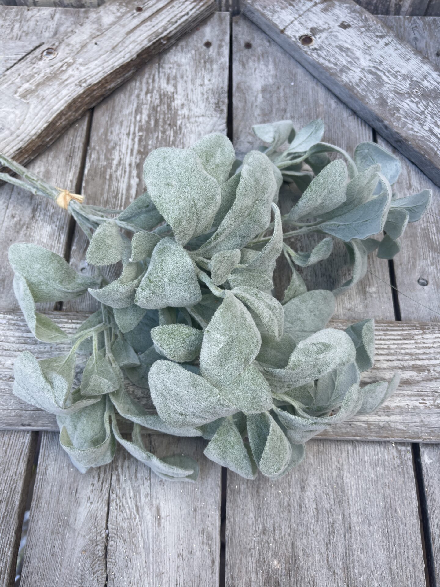 Frosted Gray Lambs Ear Bundle - Kelea's Florals