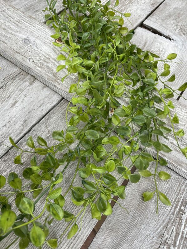 Button Leaf Hanging Bush - Kelea's Florals