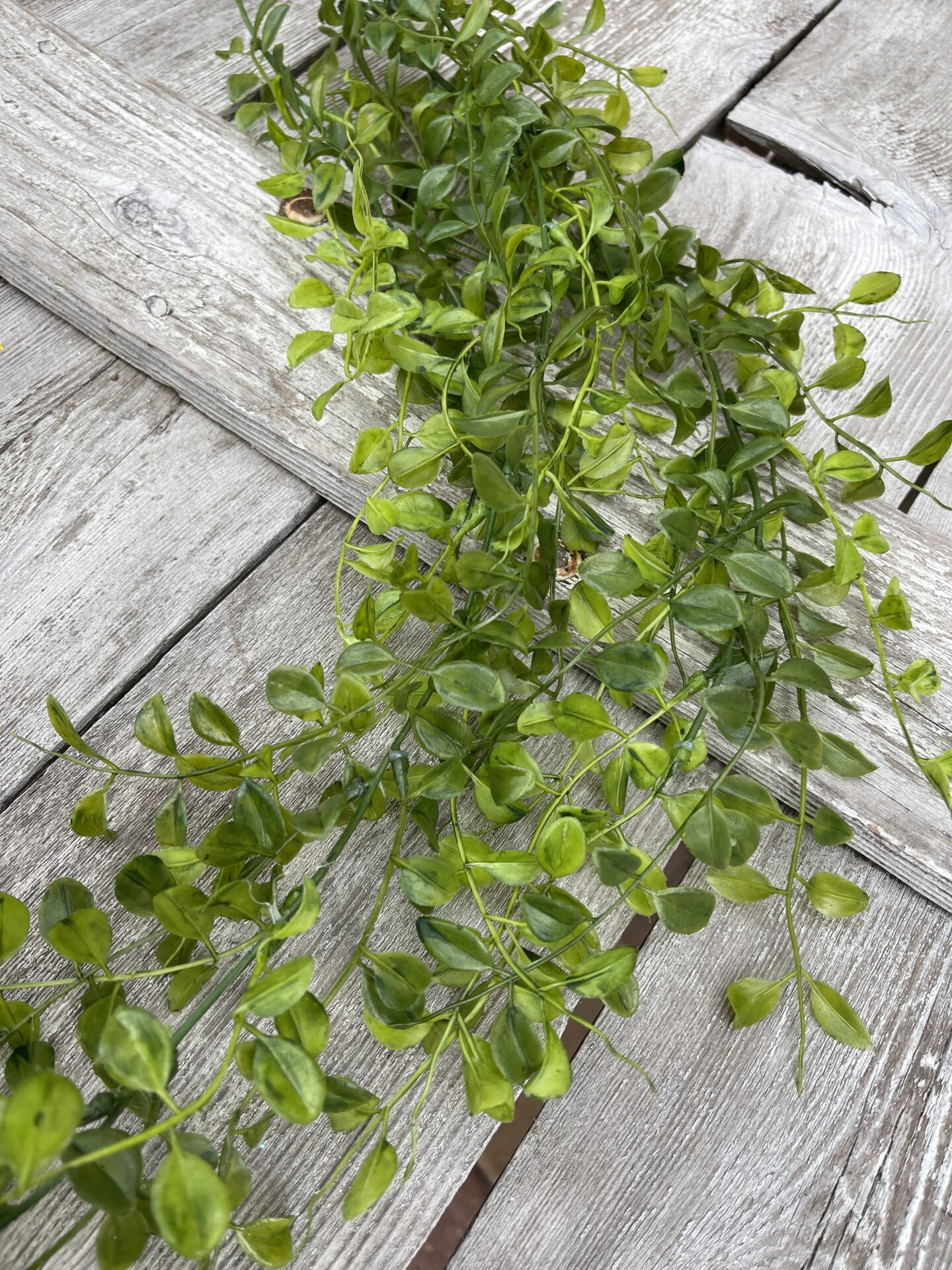 Button Leaf Hanging Bush - Kelea's Florals