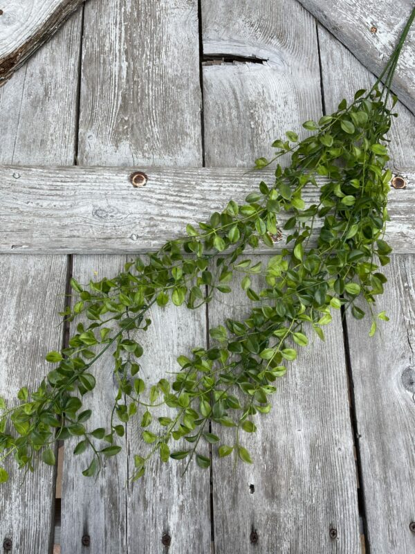Button Leaf Hanging Bush - Kelea's Florals