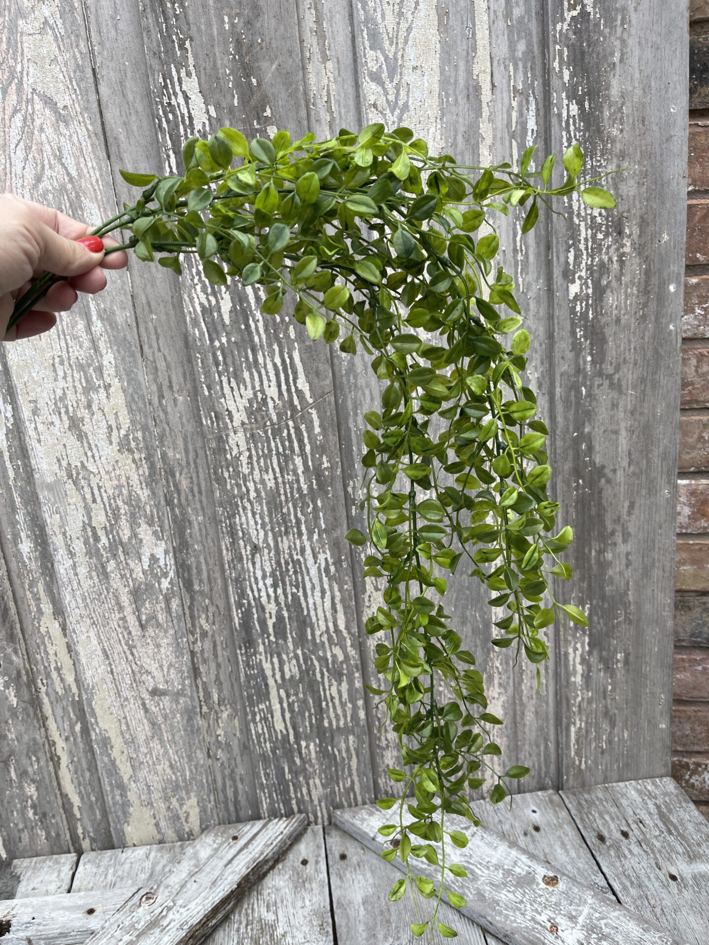 Button Leaf Hanging Bush - Kelea's Florals