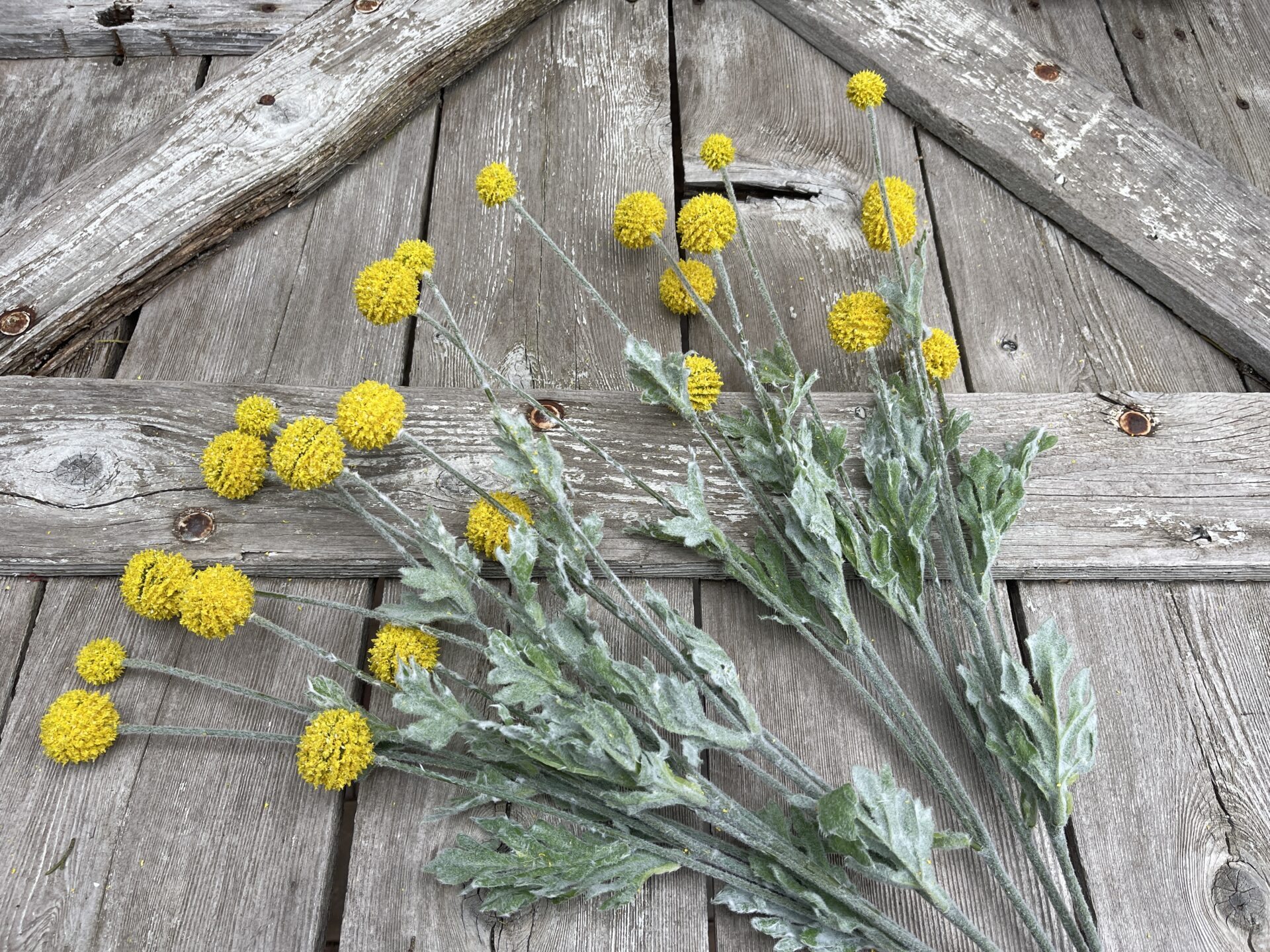 Yellow Wind Dancer Floral Ball Bush - Kelea's Florals
