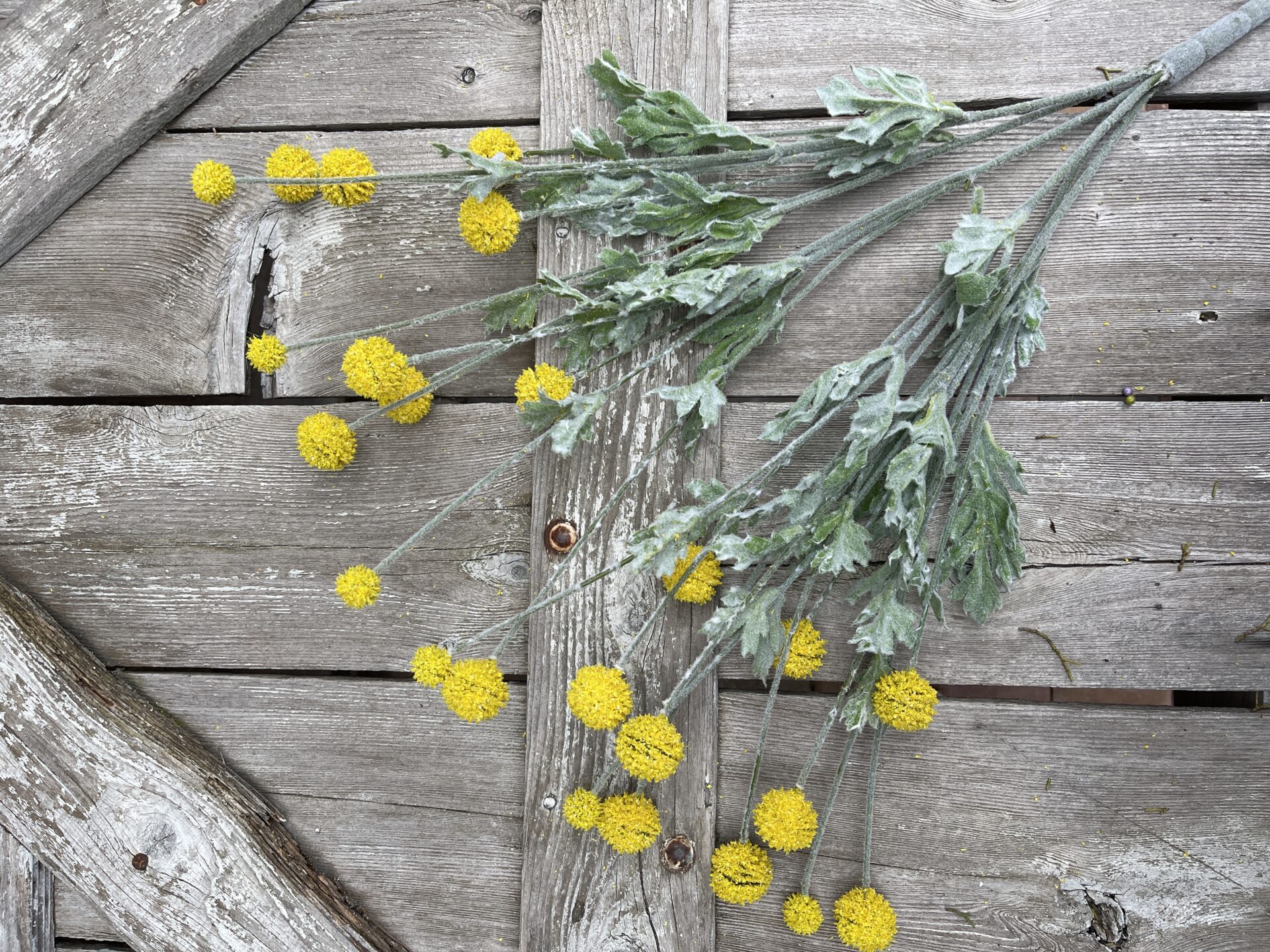 Yellow Wind Dancer Floral Ball Bush - Kelea's Florals